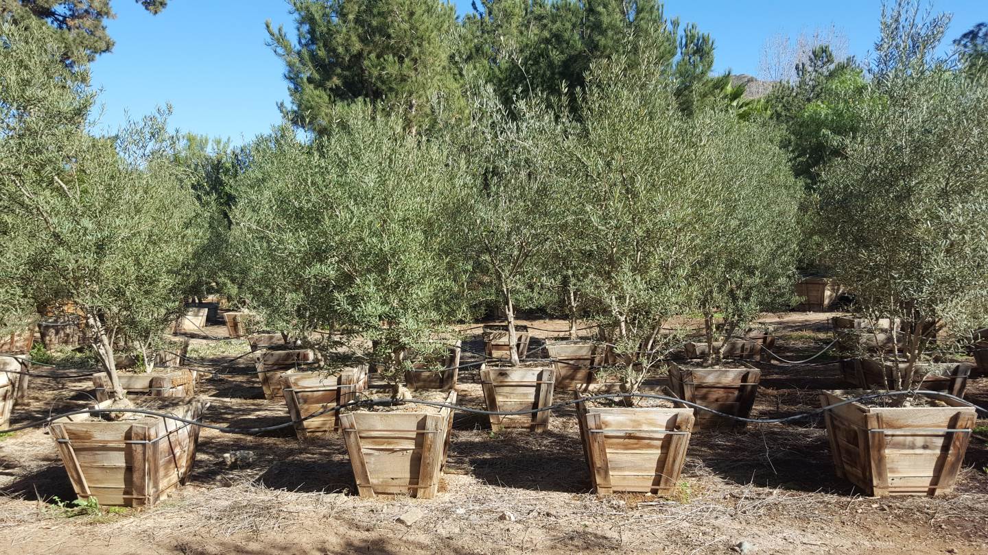 A & G Tree Company, Inc. Specimen Trees, Oak Trees, Olive Trees